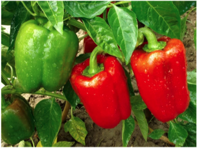 Capsicum Oleoresin (สารสกัดจากพริก แคพไซซิน)