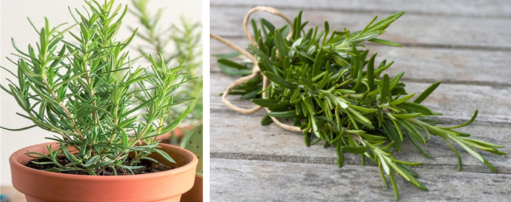 สารสกัดโรสแมรี่ (Rosemary Extract)